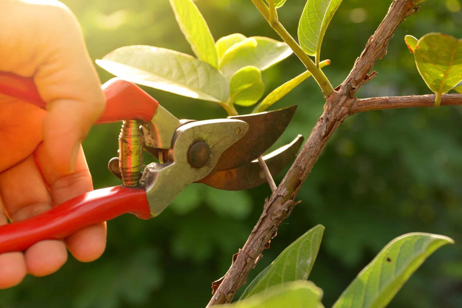 Charlotte Tree Removal | Tree Service Near Me - AAA Tree Experts